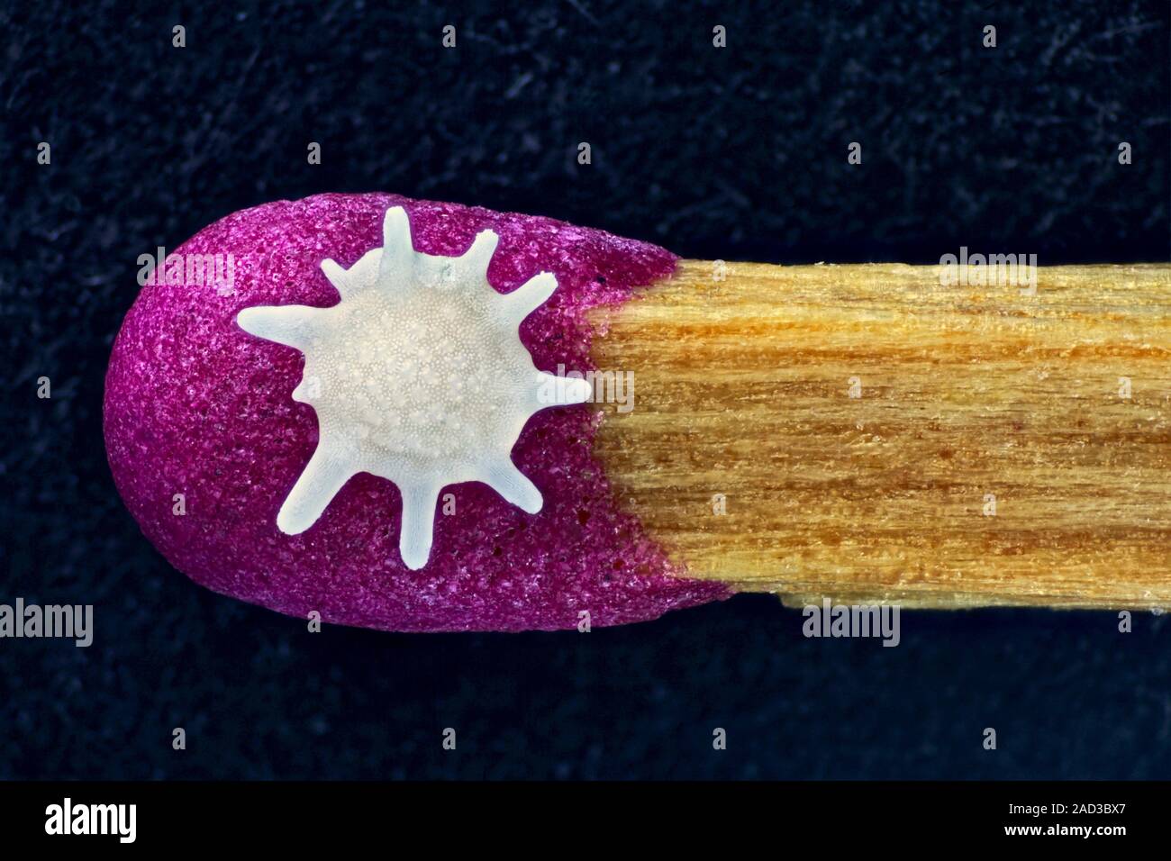 Foraminiferan. Light micrograph of a Calcarina sp. foraminiferan (white ...