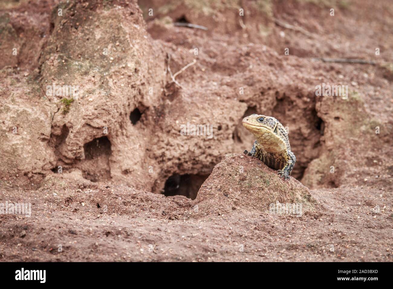 Rough scaled plated lizard gerrhosaurus major hi-res stock photography ...