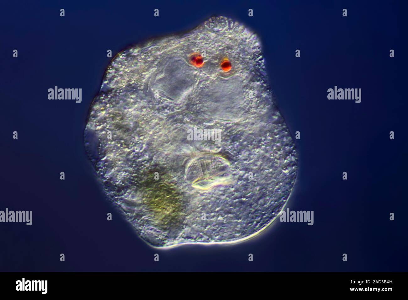 Rotifer. Differential interference contrast (DIC) light micrograph of a ...