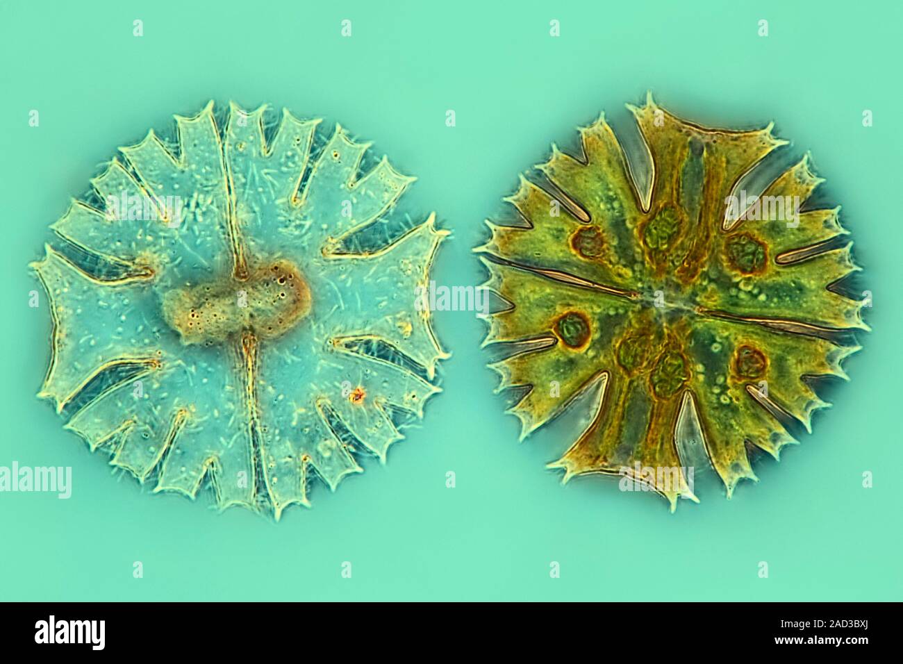 Micrasterias desmid. Interphako interference contrast light micrograph ...