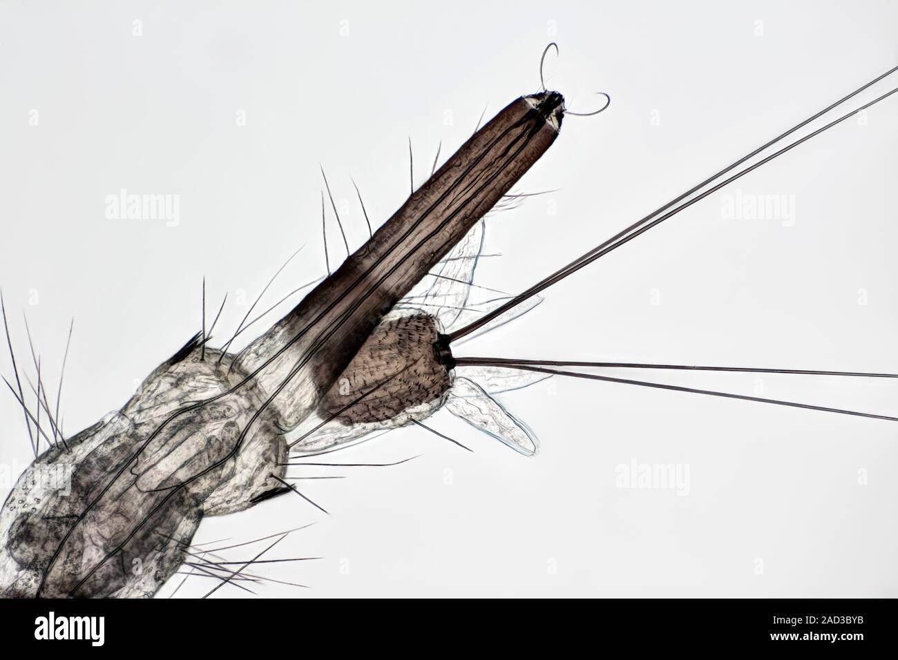 Mosquito larva. Darkfield illuminated light micrograph of the tail of a ...