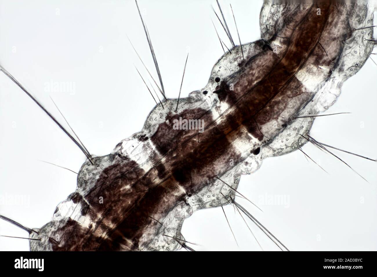 Mosquito larva. Darkfield illuminated light micrograph of a mosquito ...