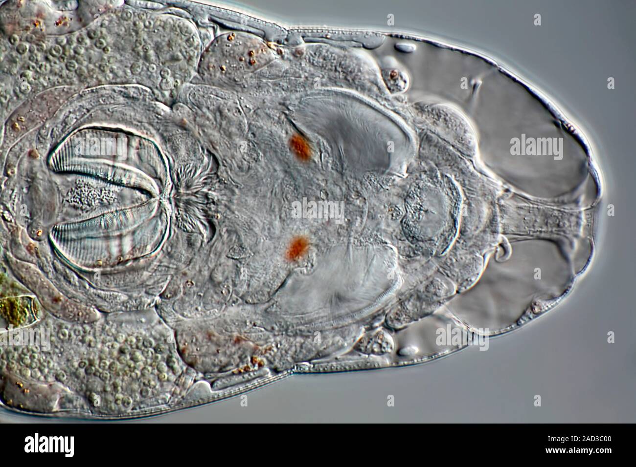 Rotifer. Differential interference contrast (DIC) light micrograph of ...