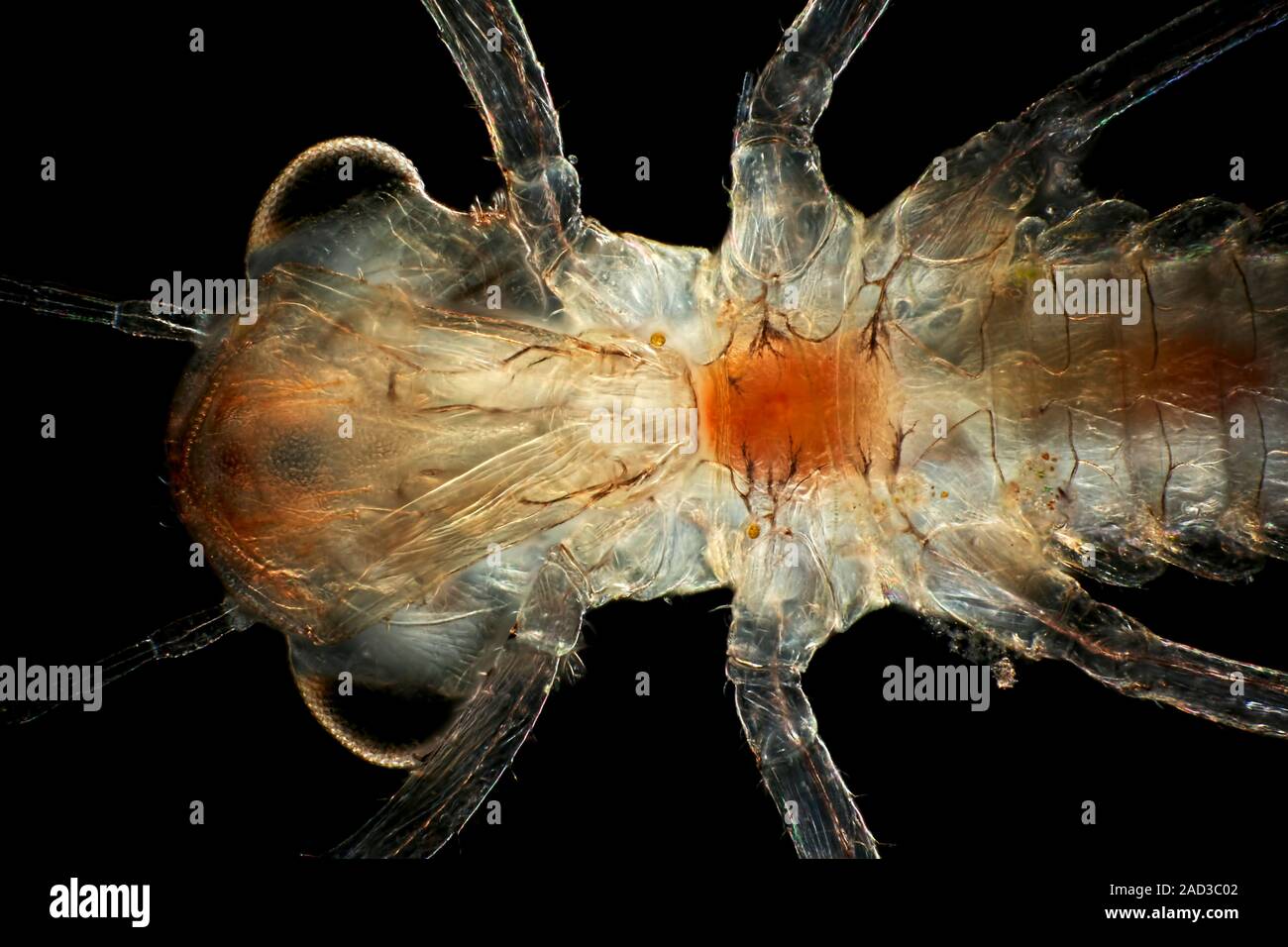 Mosquito larva. Darkfield illuminated light micrograph of the head of ...