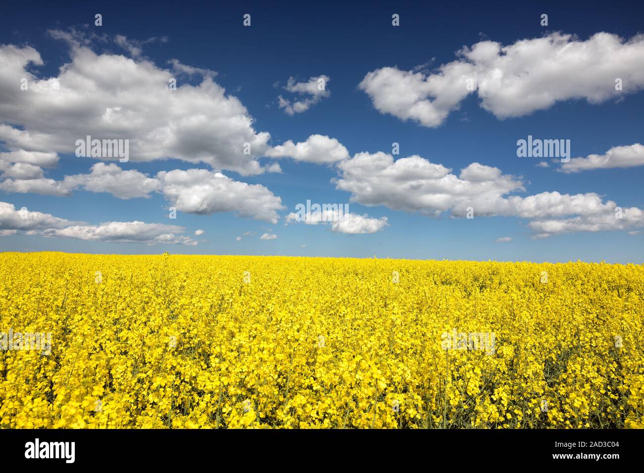 Rapeseed Flower Field High Resolution Stock Photography and Images - Alamy