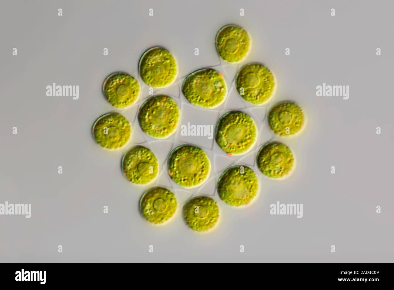 Gonium green algae. Differential interference contrast (DIC) light ...
