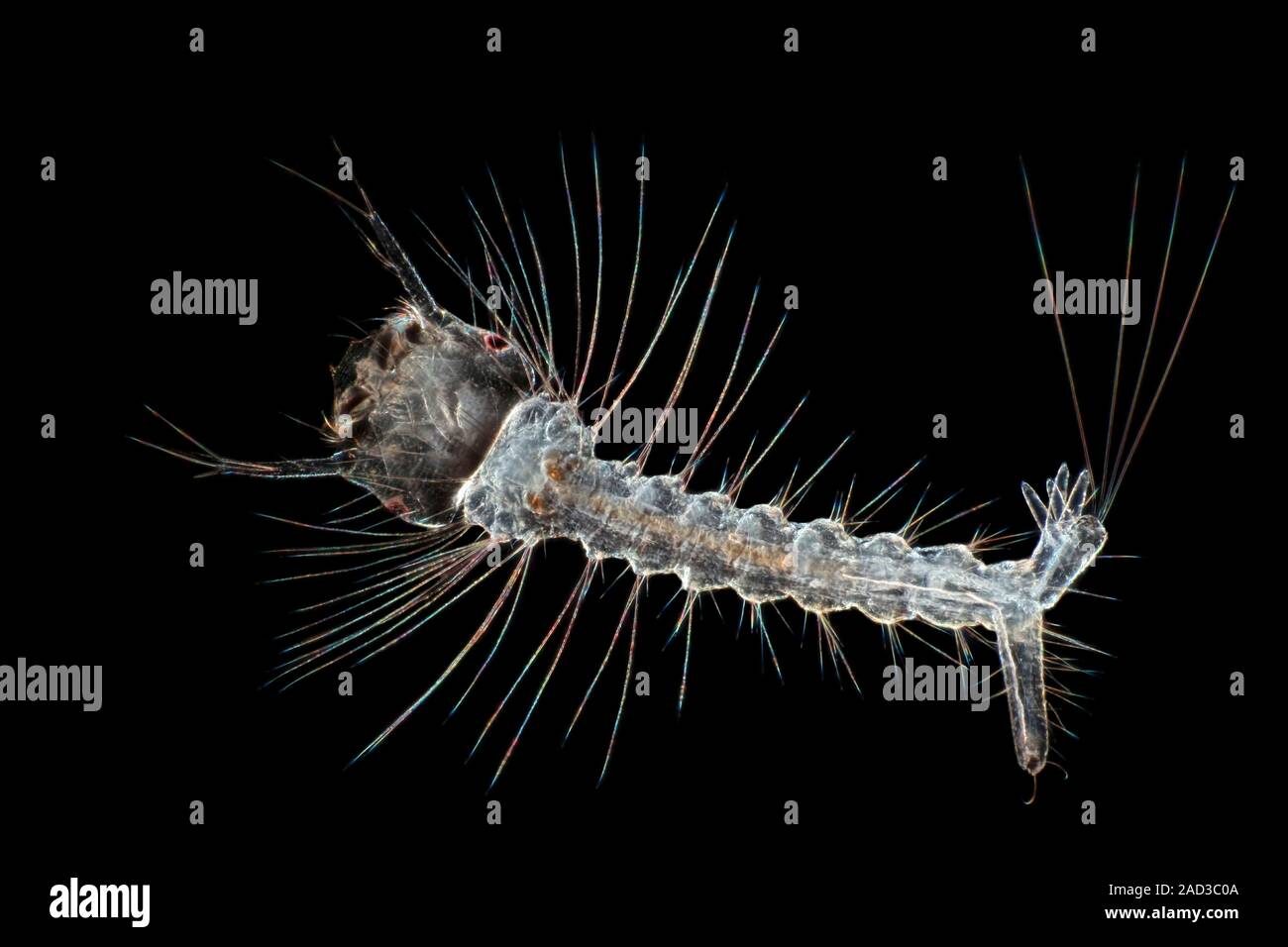 Mosquito larva. Darkfield illuminated light micrograph of the larva of ...
