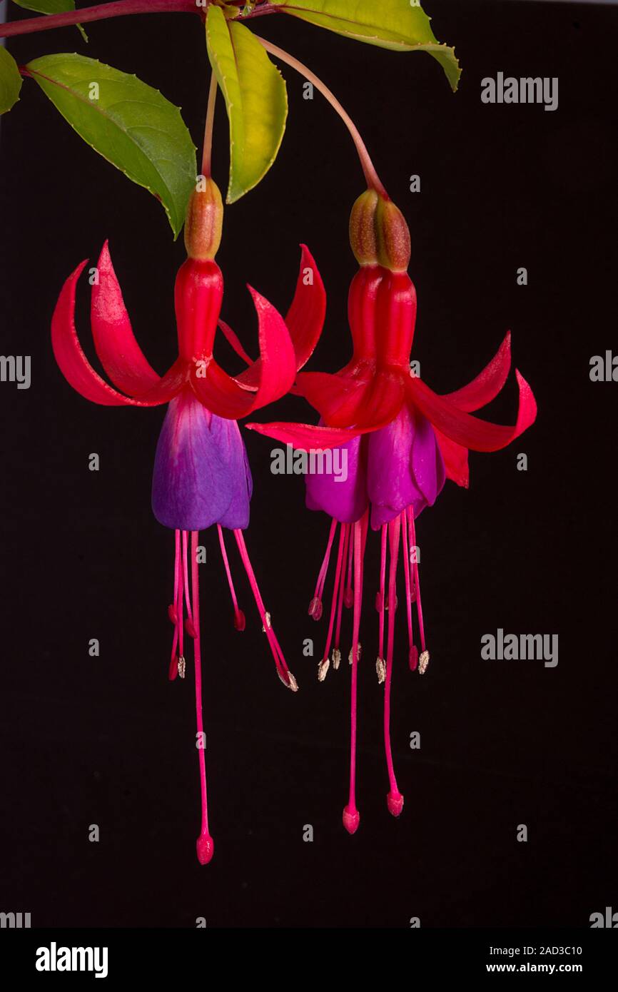 The fuchsia flower on the right consists of two separate flowers which ...