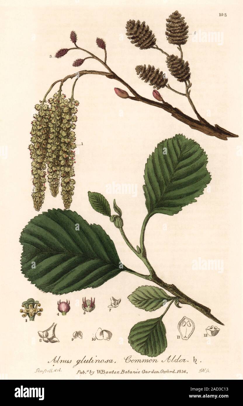 Illustration of the reproductive structures of the common, or black ...