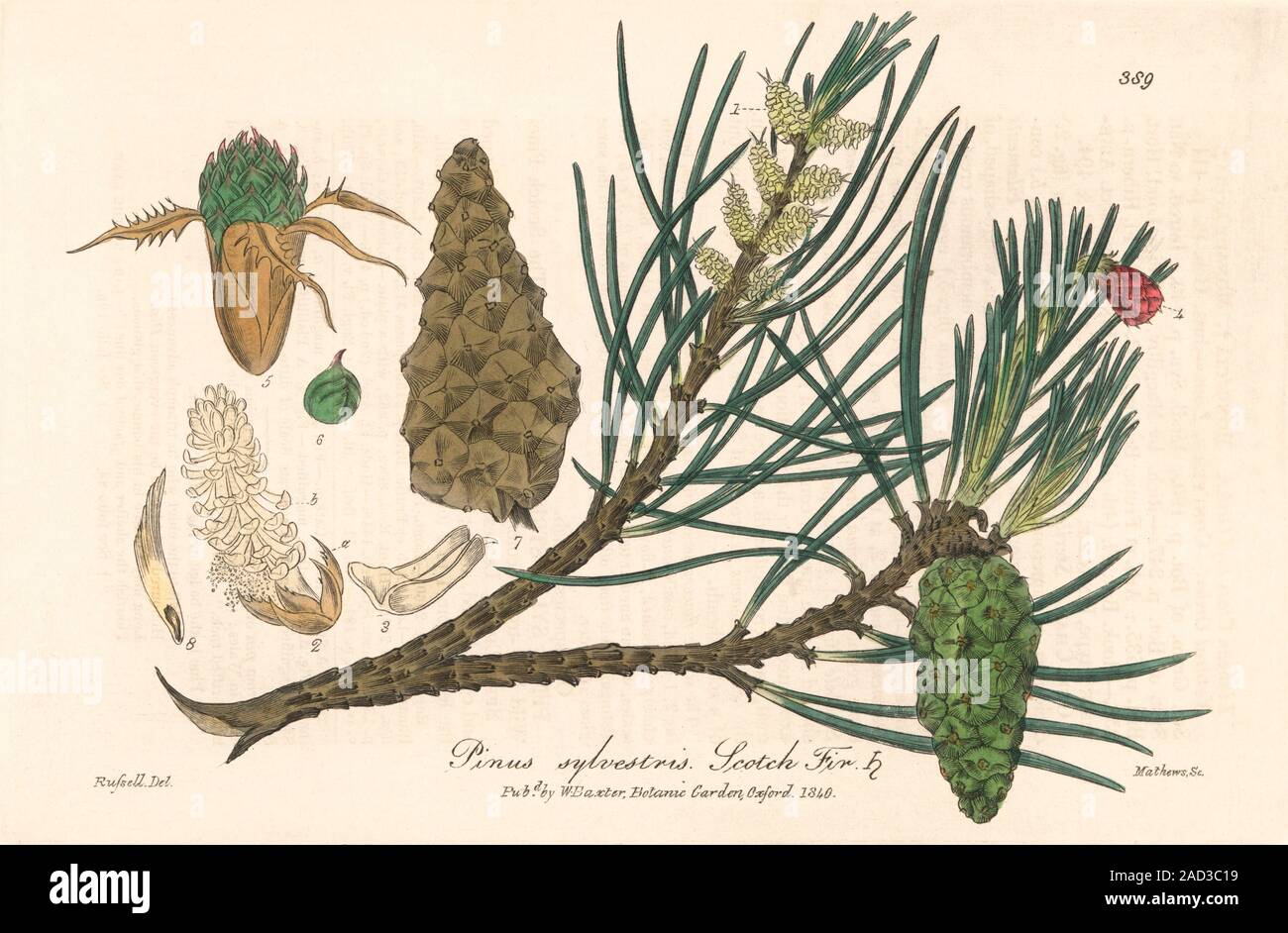 Illustration of the reproductive structures of the Scots pine (Pinus ...