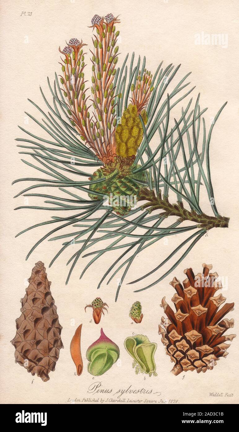 Illustration of the reproductive structures of the Scots pine (Pinus ...