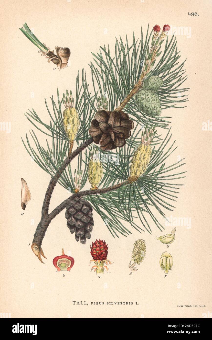 Illustration of the reproductive structures of the Scots pine (Pinus ...