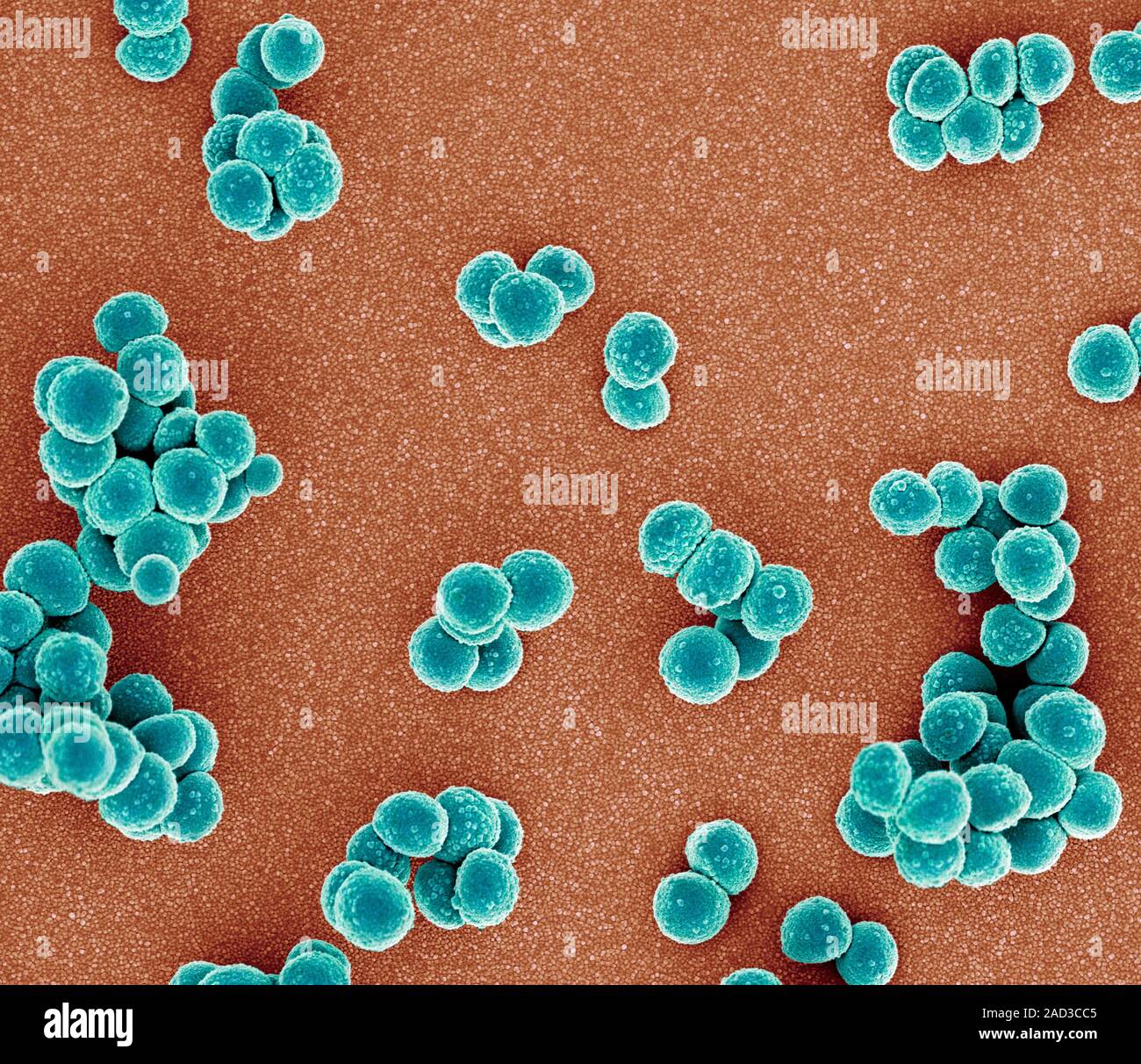 MRSA bacteria, coloured scanning electron micrograph (SEM). Methicillin ...