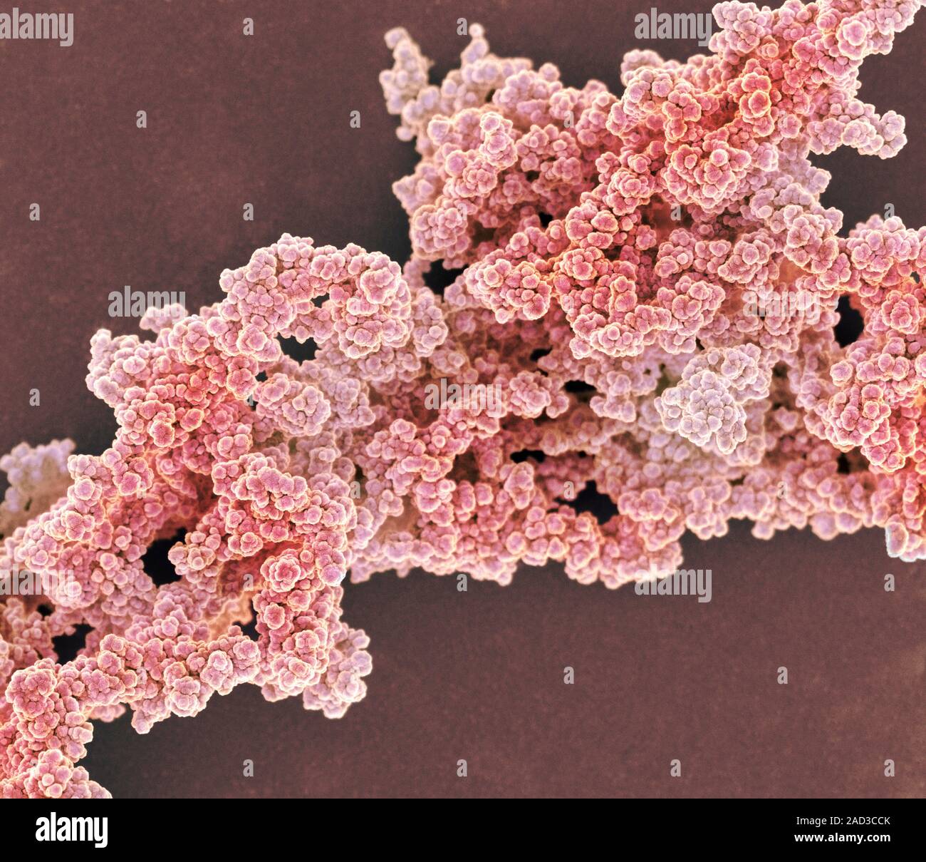 Coloured scanning electron micrograph (SEM) of the extracellular matrix ...