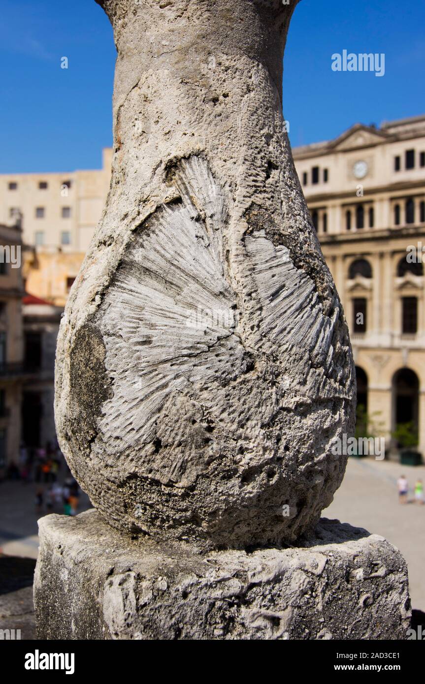Fossilised coral in the limestone balustrade of a parapet of St Francis ...