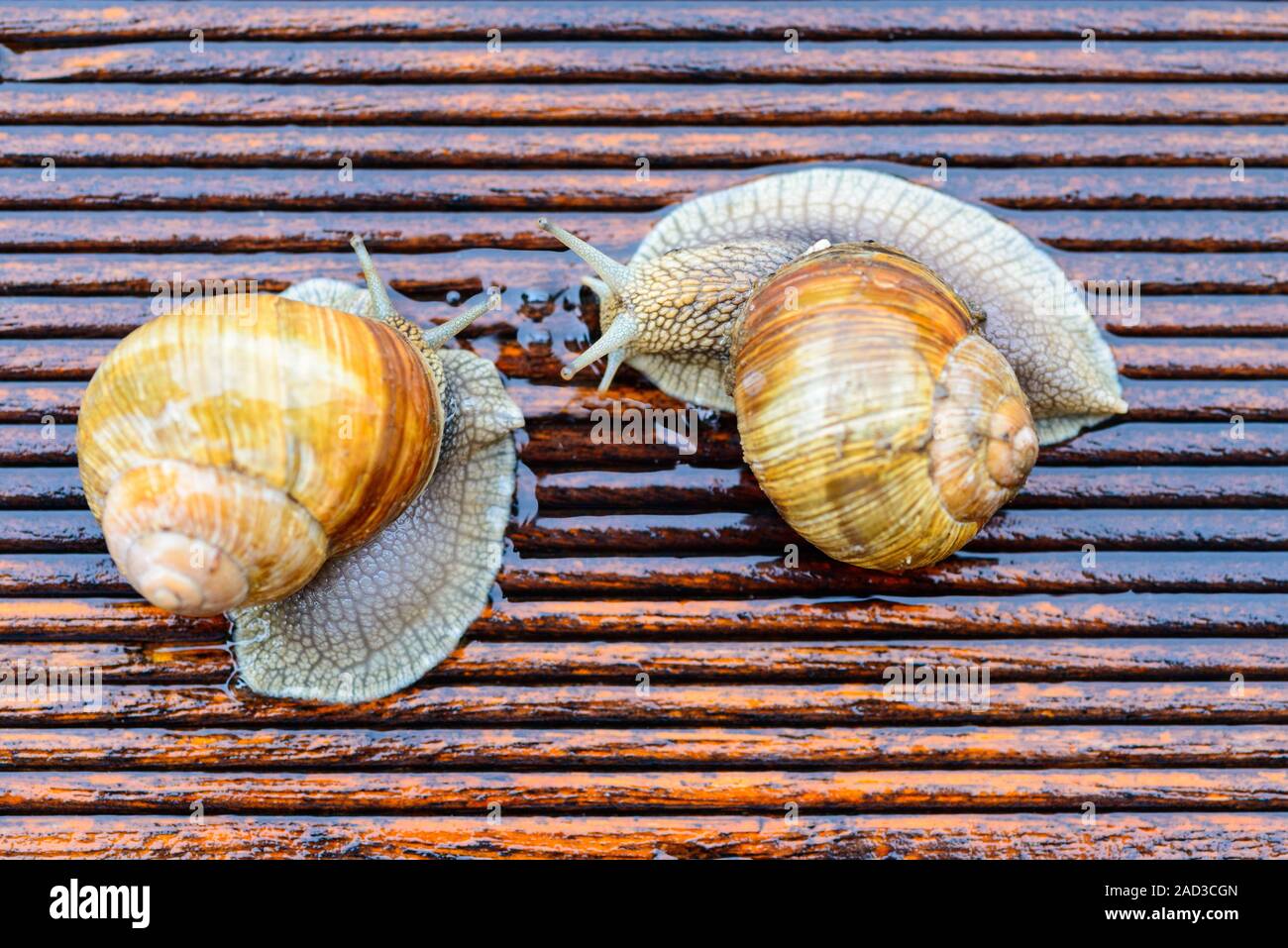 Snails meeting - slow talking - Big snails on the wet terrace - Helix ...