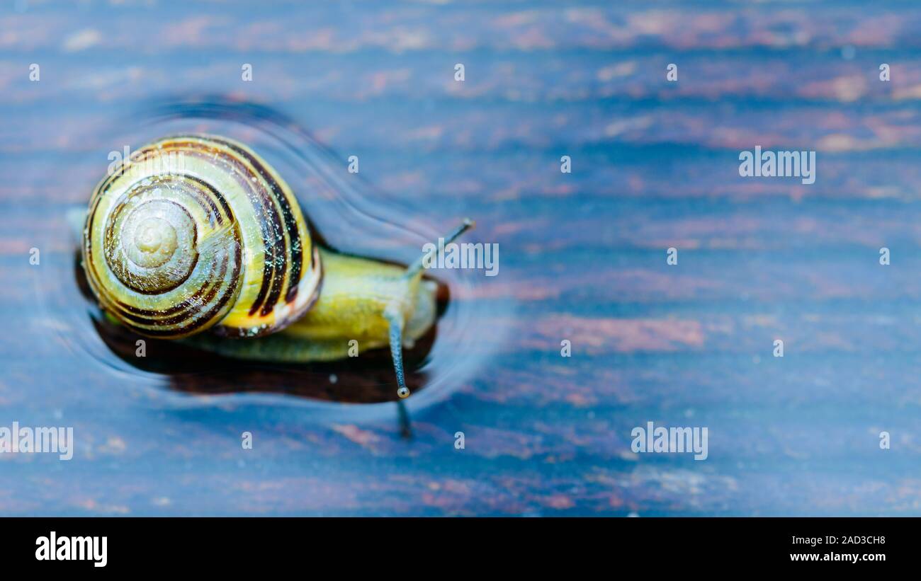 Snail on the wet terrace Stock Photo - Alamy