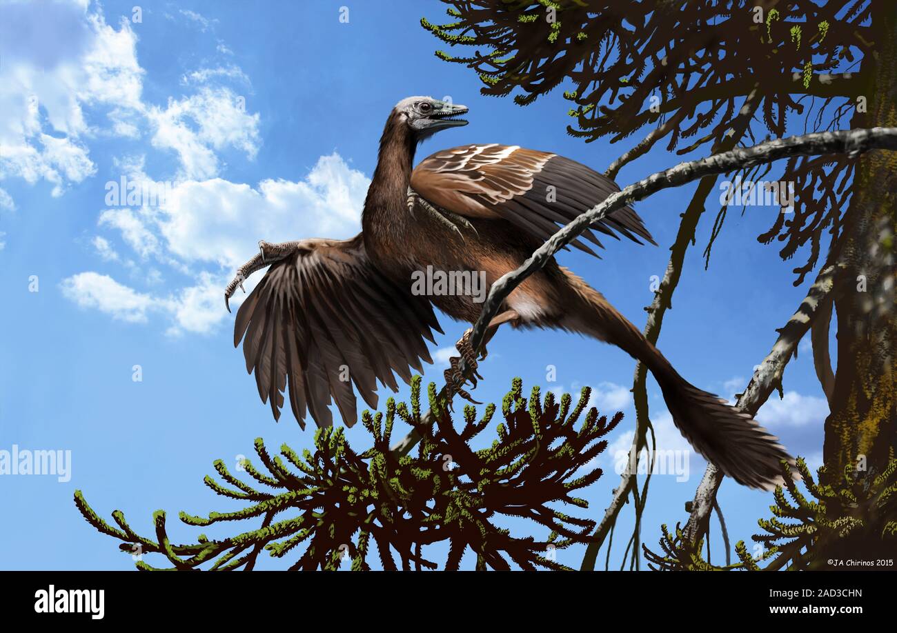 Archaeopteryx. Artwork of the prehistoric feathered reptile ...