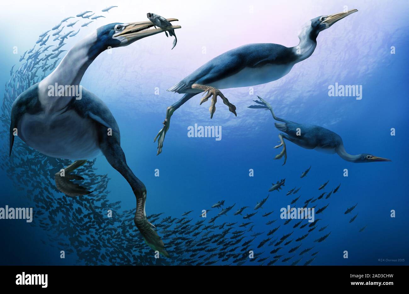 Hesperornis, prehistoric bird, artwork. This species of bird lived 84 ...