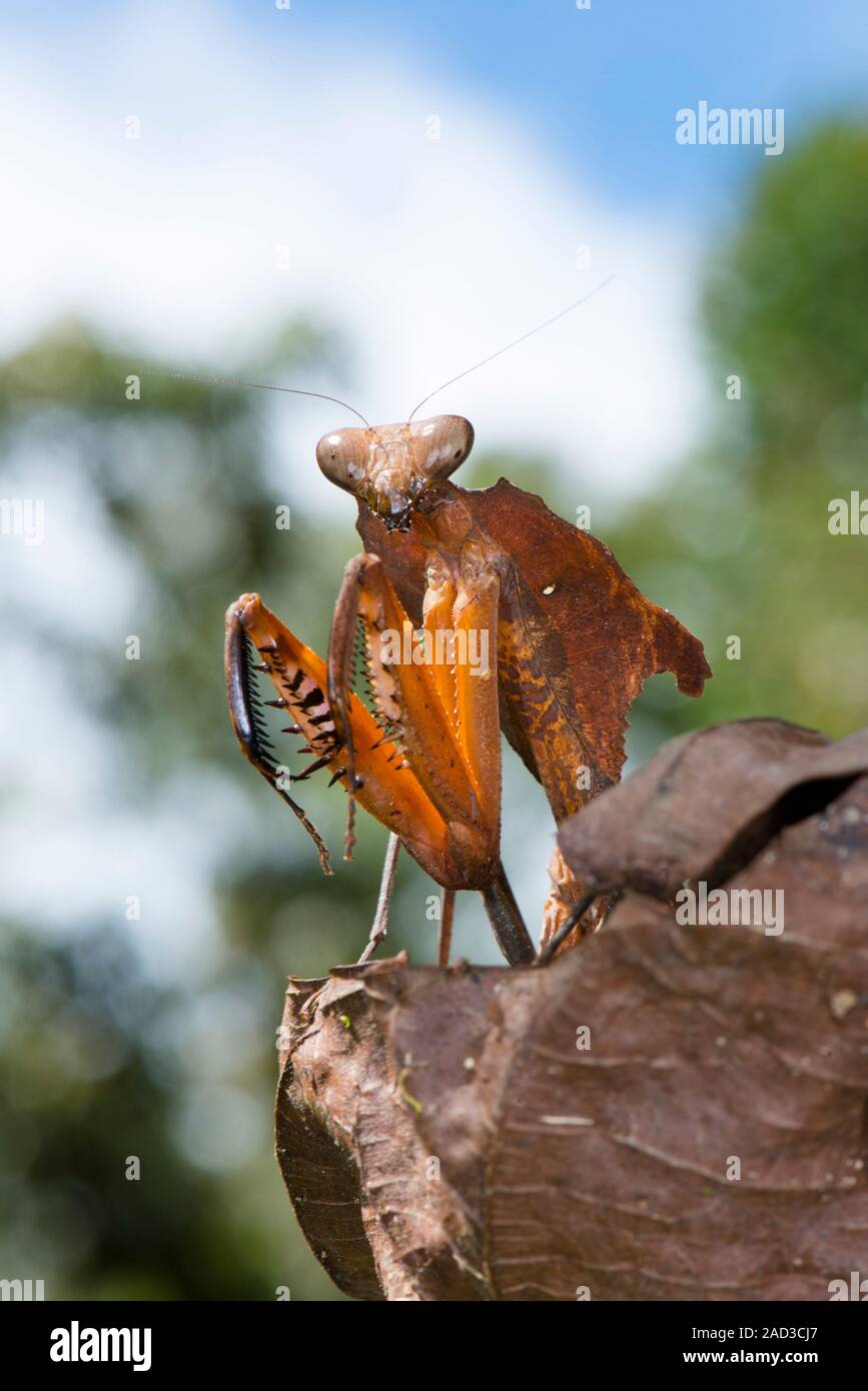 A Dead Leaf Mantis, Deroplatys desiccata, perfectly camouflaged on top ...