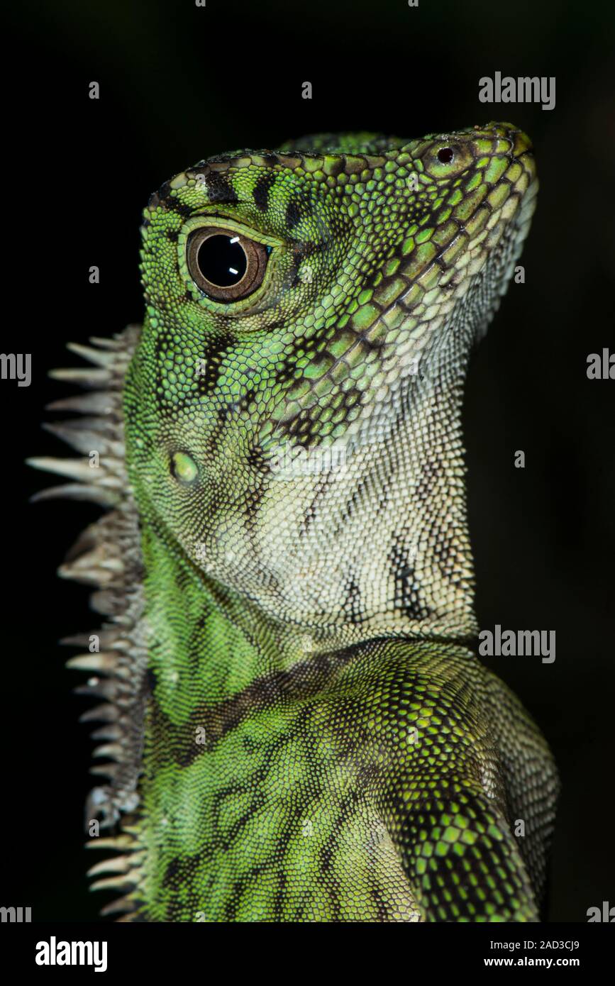 A Bornean Angle-headed Lizard, Gonocephalus borneensis. Photographed at ...