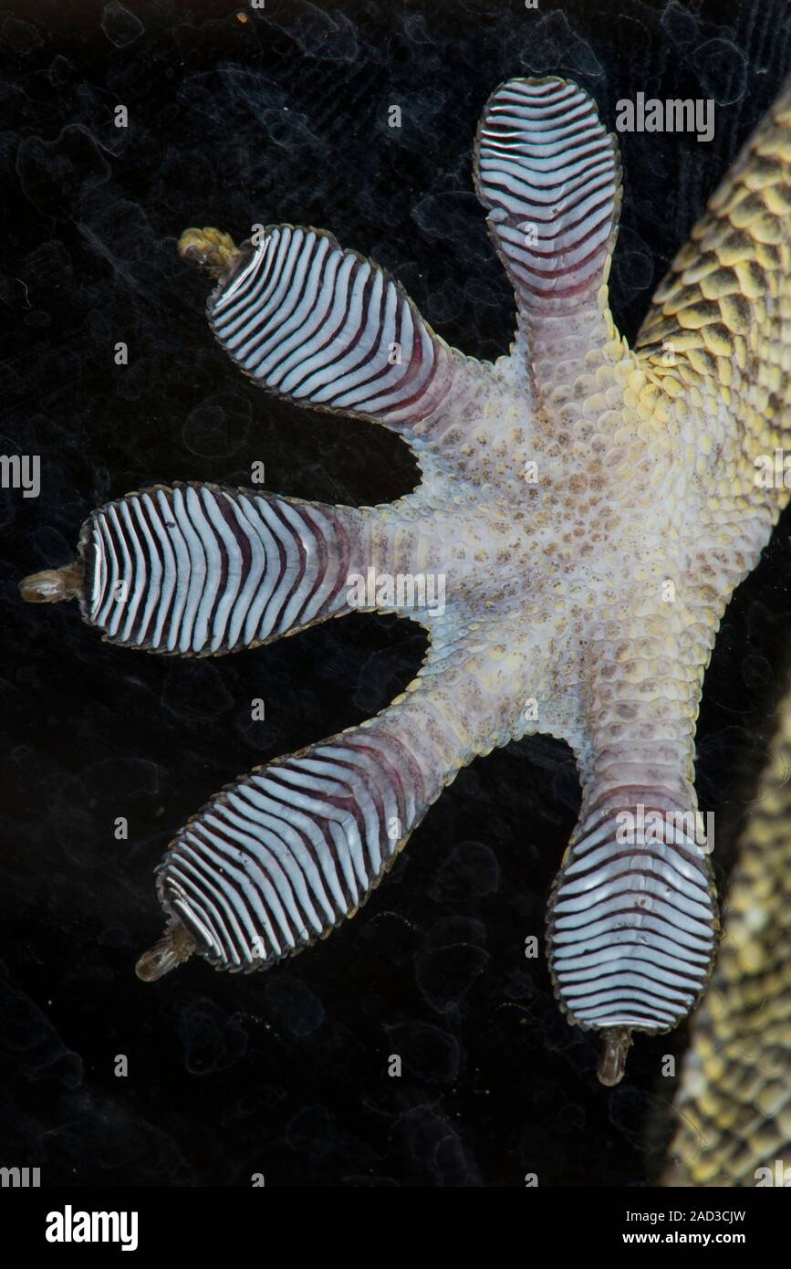 The underside of a gecko showing the toes that use setea to allow the ...