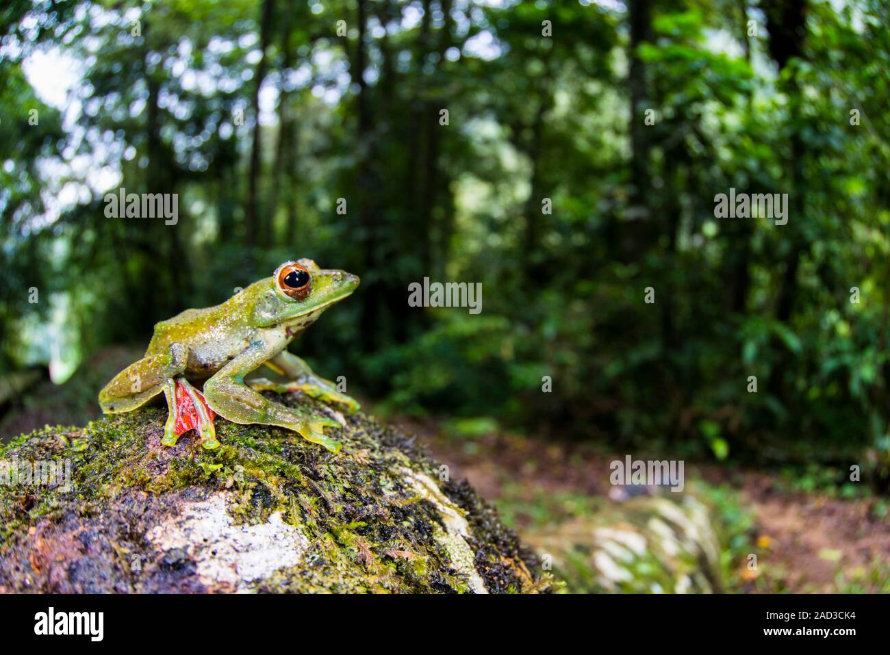 A Malayan Flying Frog, Rhacophorus prominanus, rests on a rock in a ...