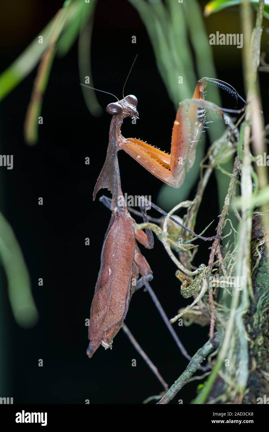 A Dead Leaf Mantis, Deroplatys desiccata. Photographed in the Cameron ...