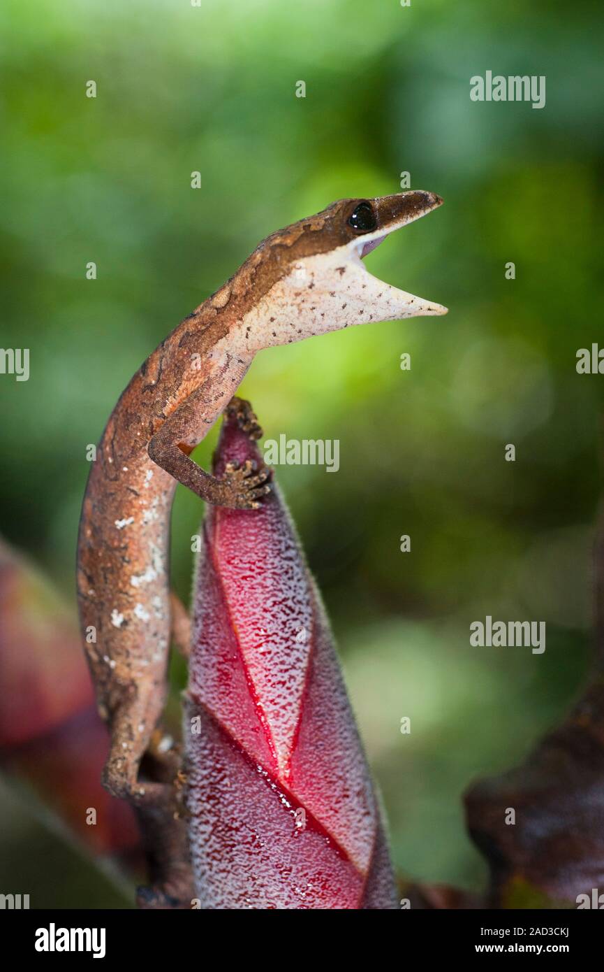 A Marbled Slender-toed Gecko, Cyrtodactylus quadrivirgatus, with its ...