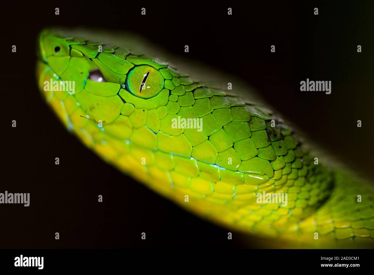 The head and eye of a Cameron Highlands Pit Viper, Trimeresurus ...