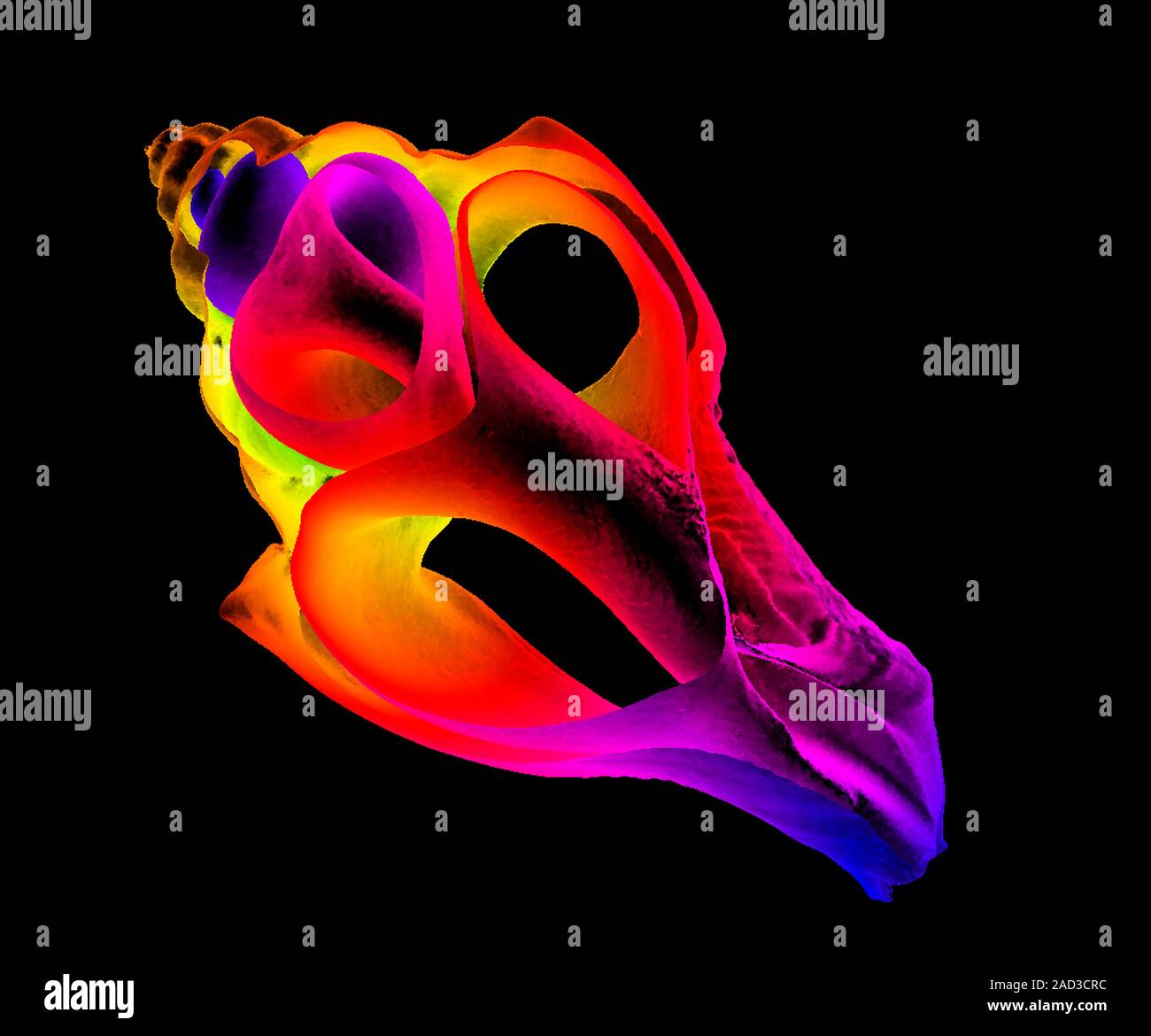 Whelk. Coloured 3D computed tomography (CT) scan of a whelk sea snail ...