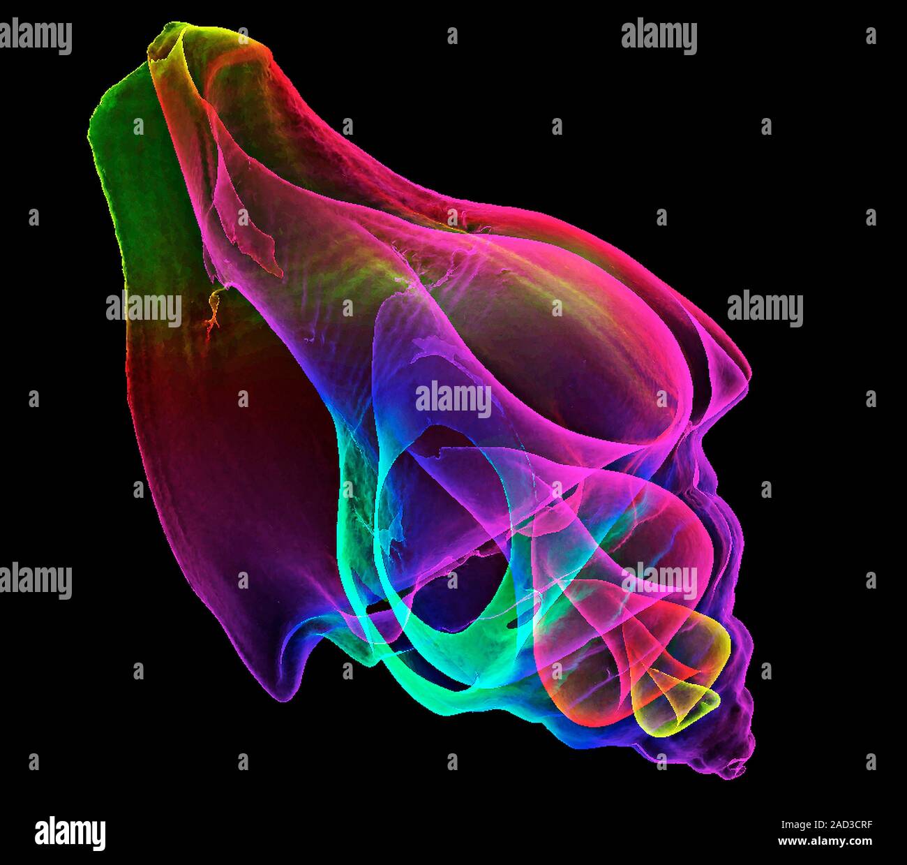 Whelk. Coloured 3D computed tomography (CT) scan of a whelk sea snail ...