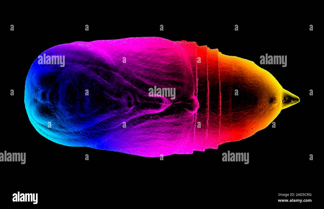 Tussock moth (Arctornis sp.) pupa. Coloured 3D micro-computed ...