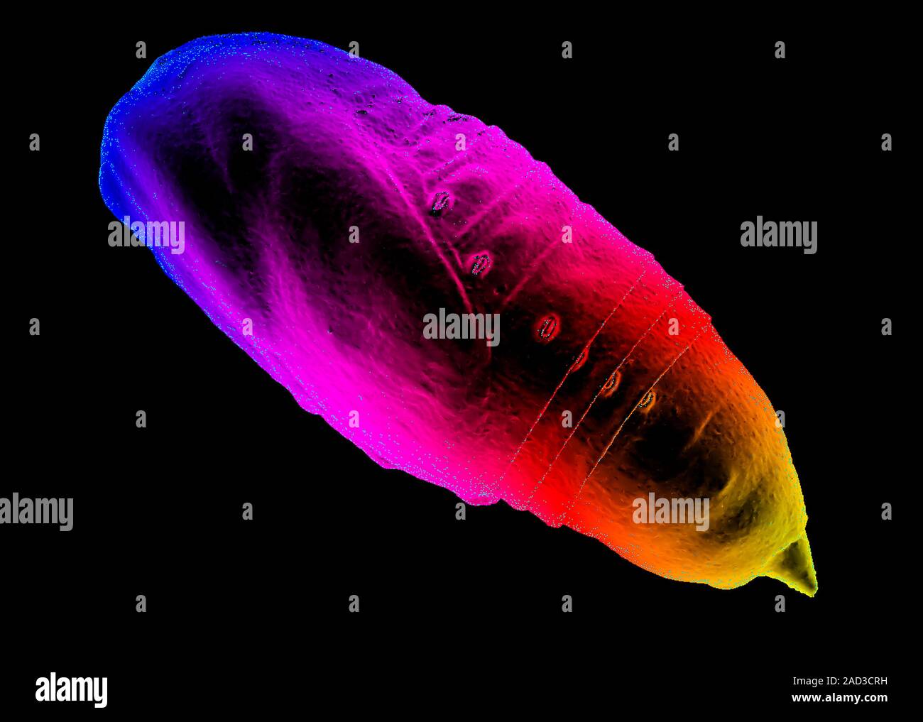 Tussock moth (Arctornis sp.) pupa. Coloured 3D micro-computed ...