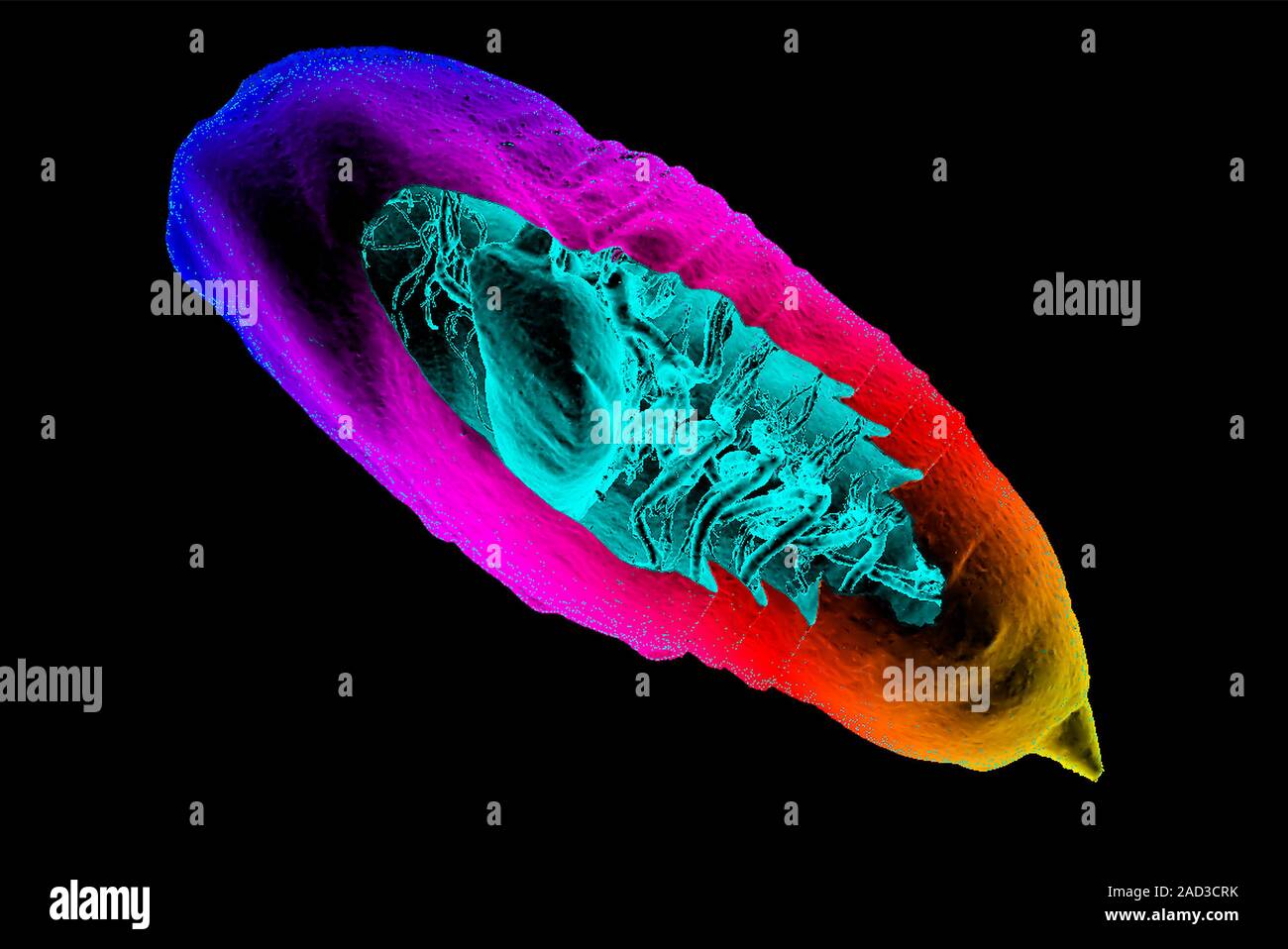 Tussock moth (Arctornis sp.) pupa. Coloured 3D micro-computed ...