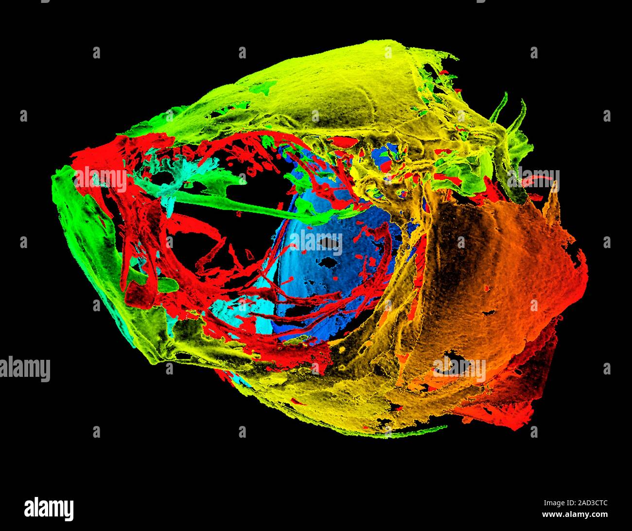 Zebrafish (Danio rerio) head. Coloured 3D micro-computed tomography (CT ...