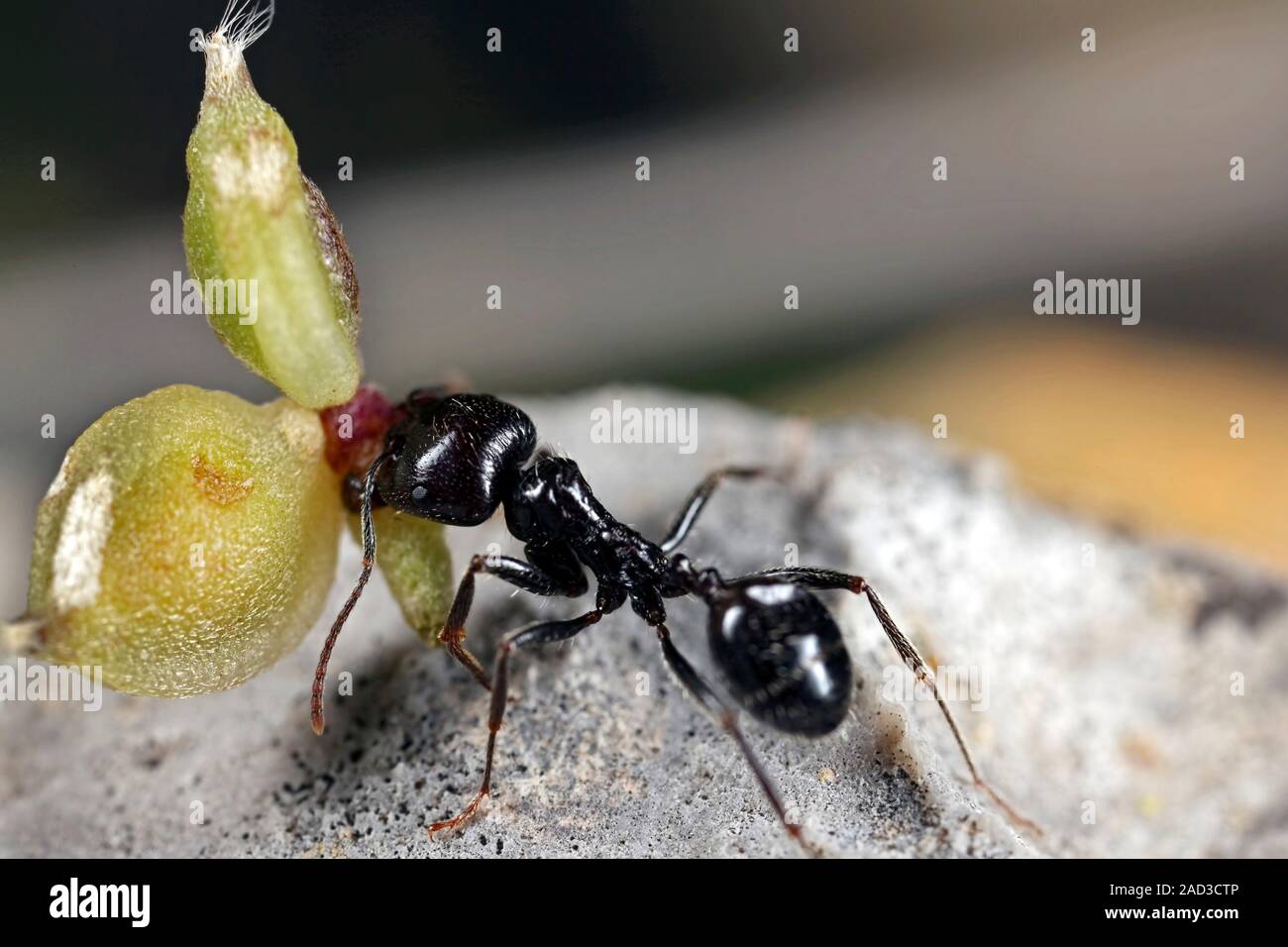 Harvester ant. Macro photograph of a harvester any (family Formicidae ...