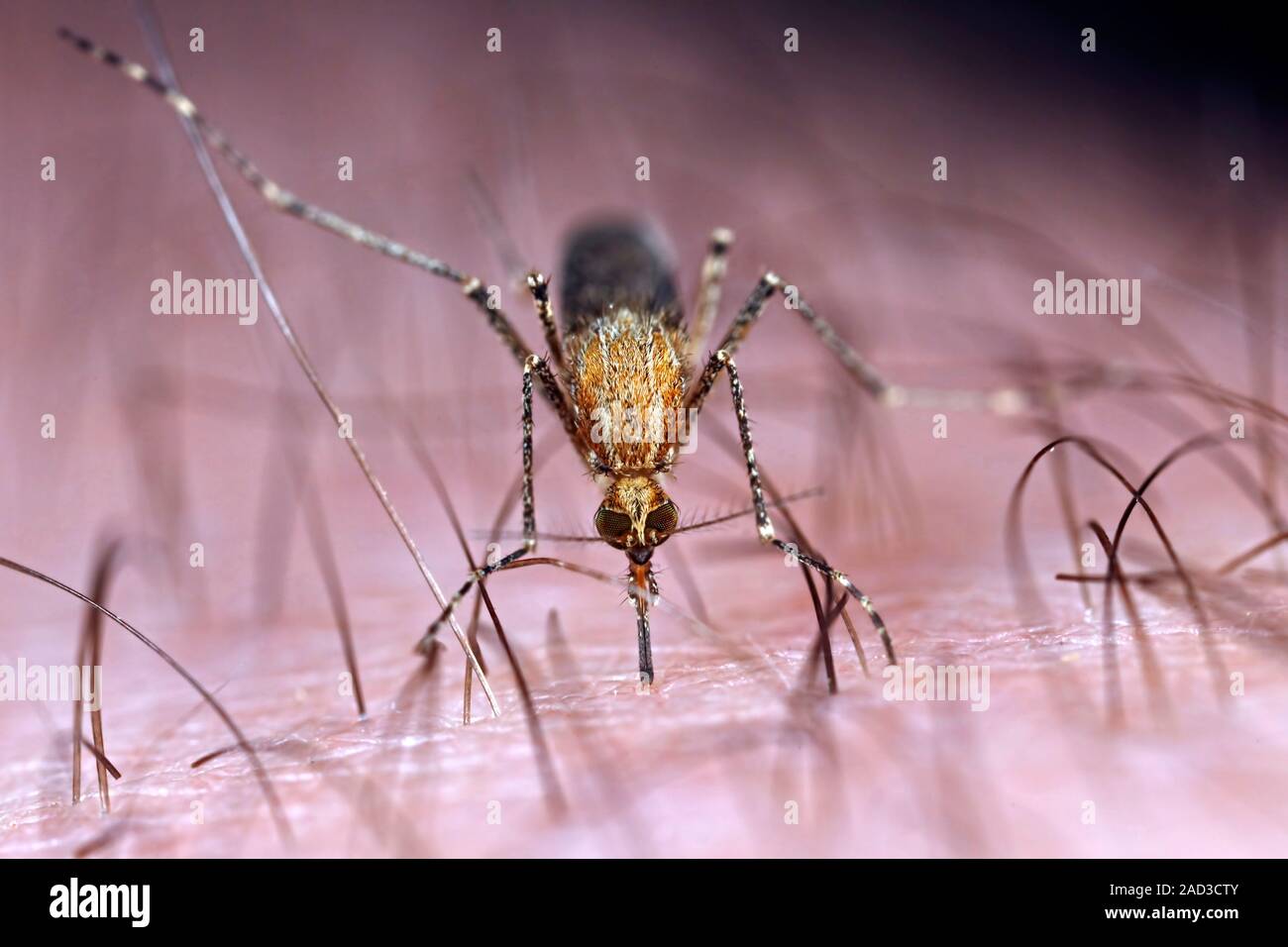 Mosquito biting hand. Macro photograph of a mosquito (family Culicidae ...