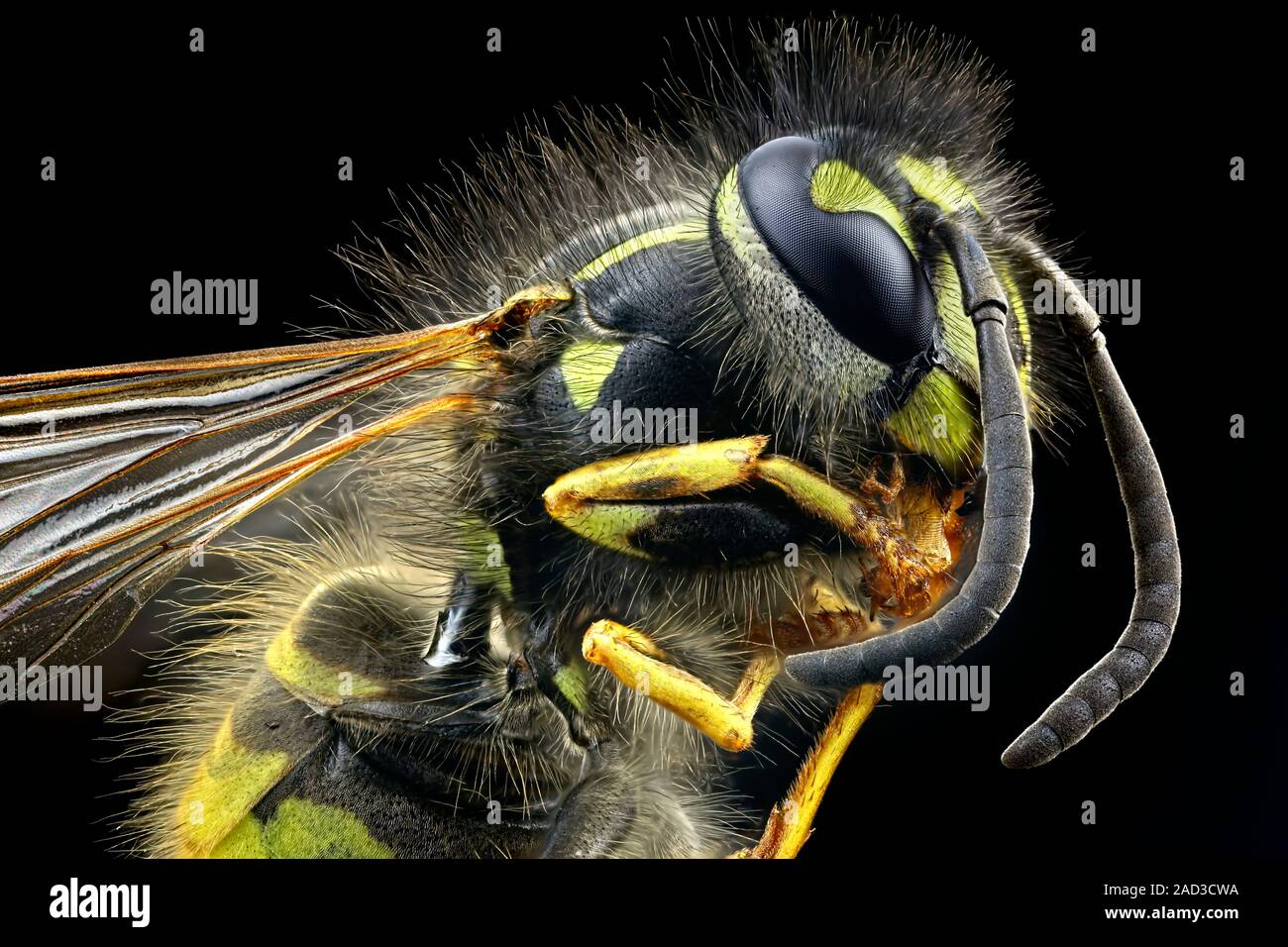 Wasp. Light micrograph of a wasp (order Hymenoptera), showing one of ...