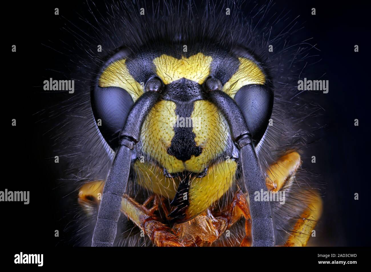 Wasp head. Light micrograph of the head of a wasp (order Hymenoptera ...