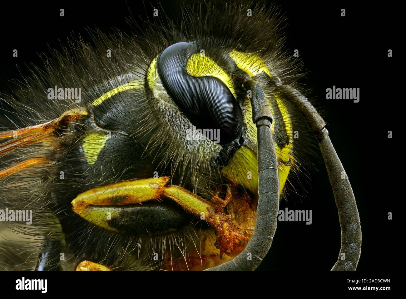 Wasp head. Light micrograph of the head of a wasp (order Hymenoptera ...