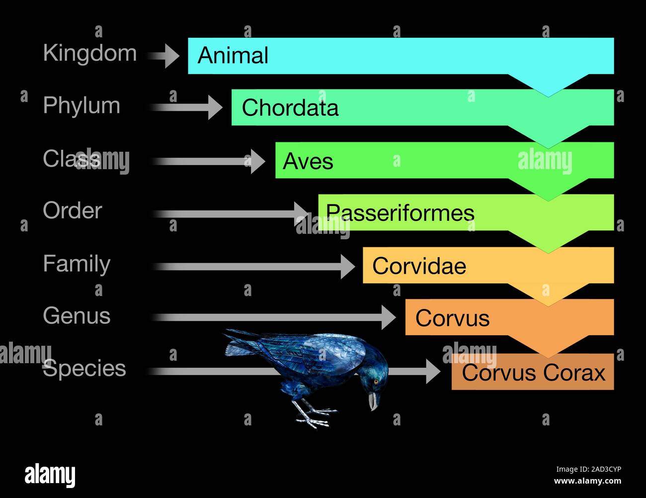 Biological classification. Computer illustration using a crow to ...