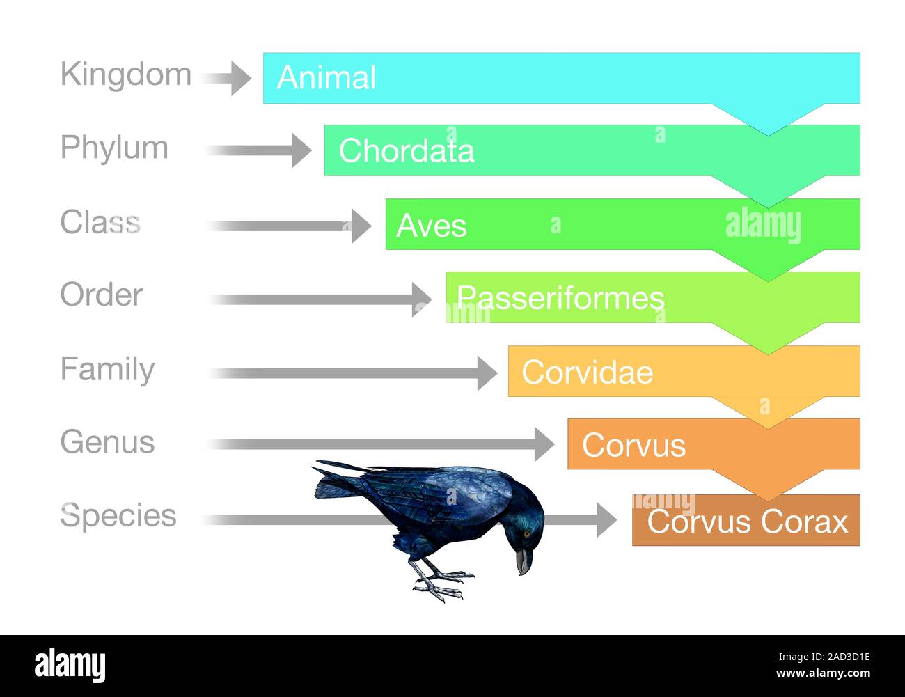 Biological classification. Computer illustration using a crow to ...