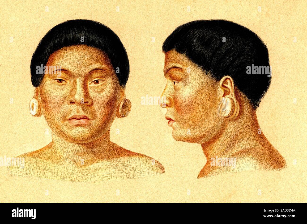 Botocudo man. 1868 Century illustration of the head of an Botocudo man ...