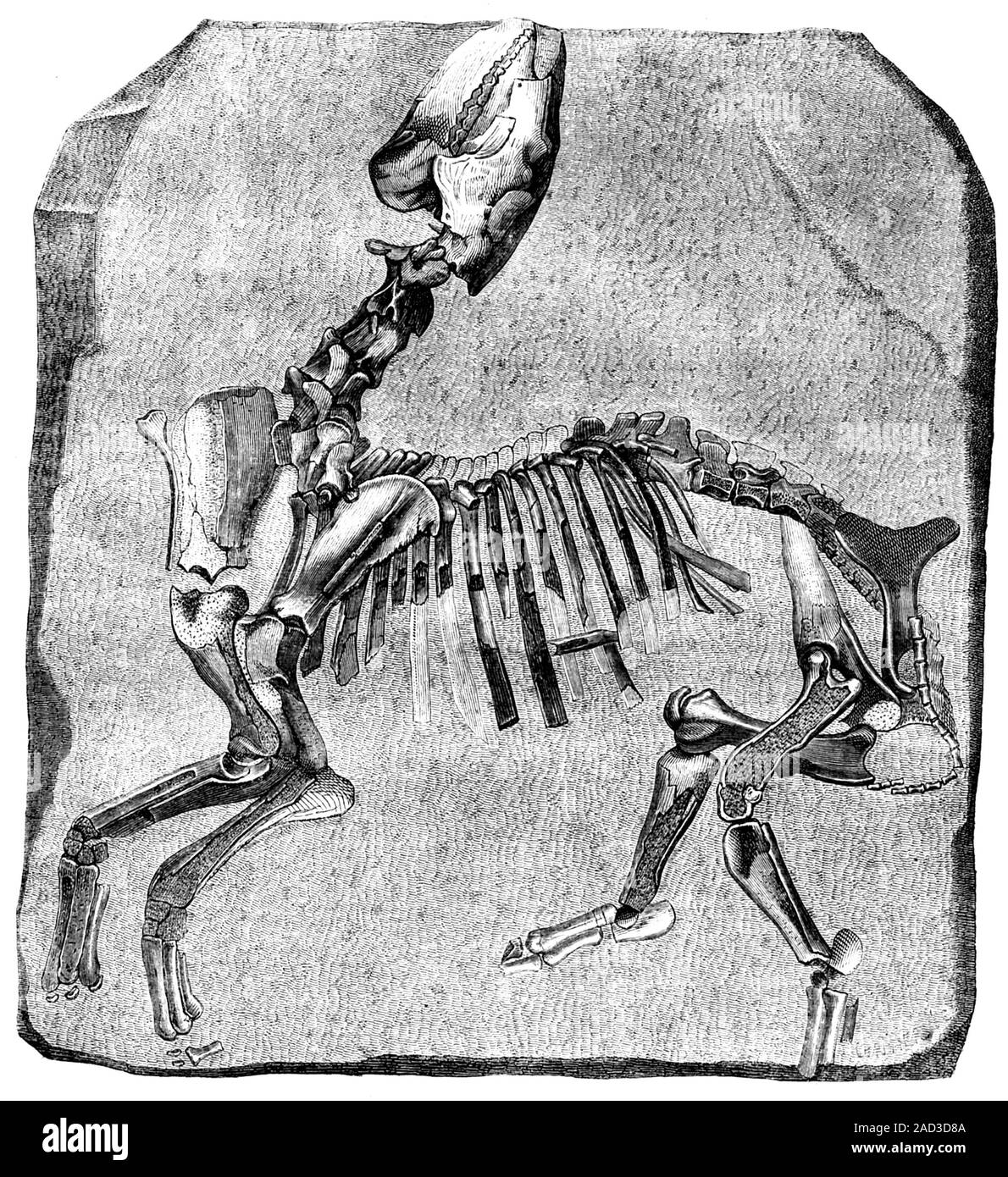 Palaeotherium fossil. 1868 illustration of the fossilised skeleton of ...