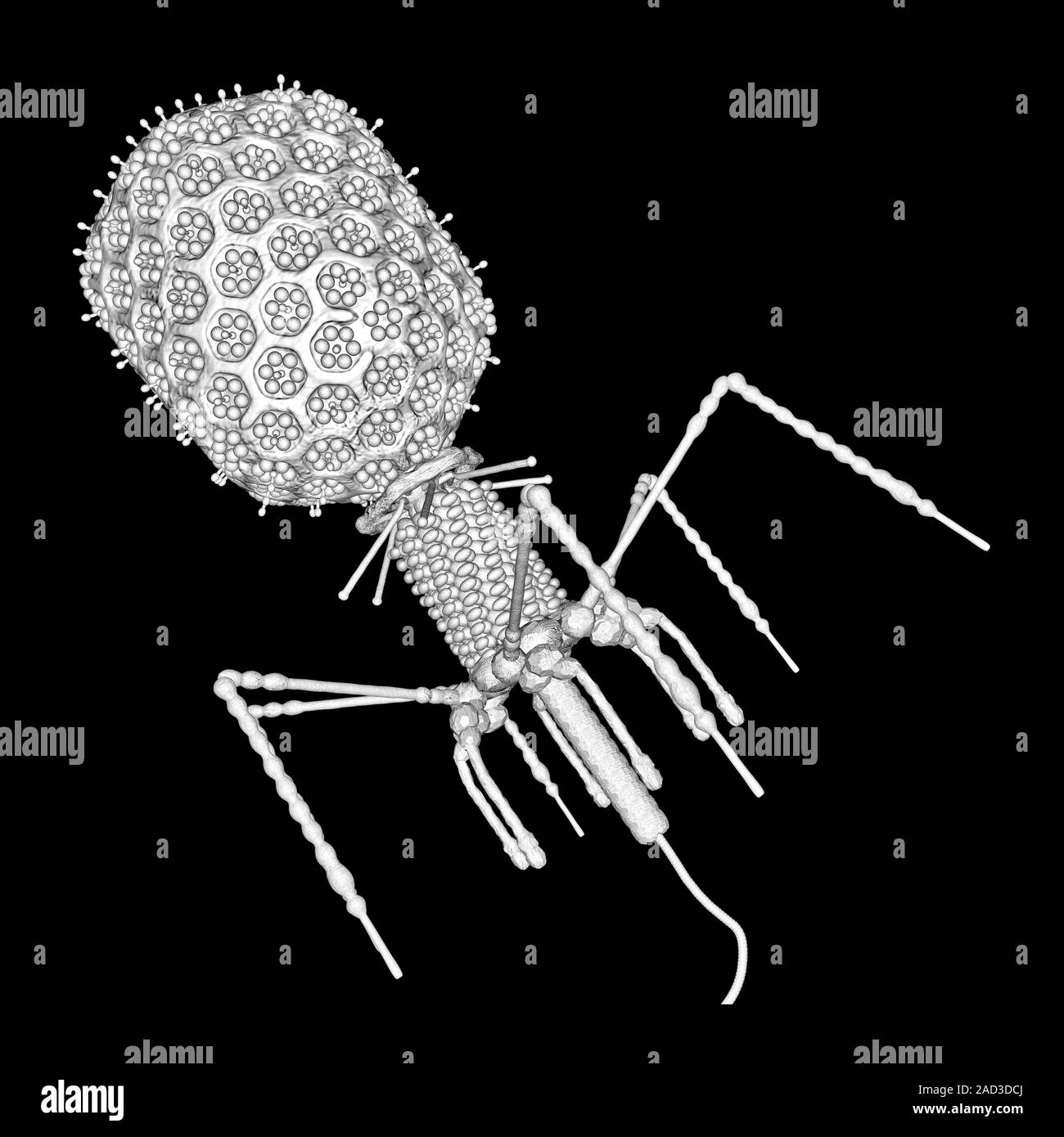 This image may not be used in educational posters Bacteriophage T4. Computer illustration of an ...