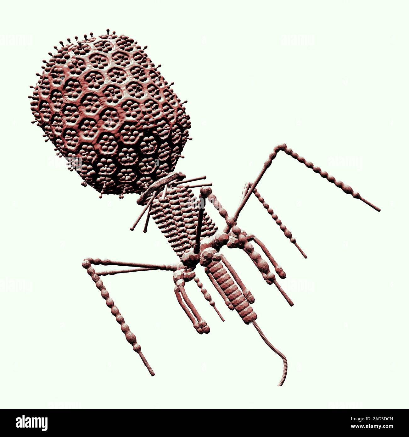 This image may not be used in educational posters Bacteriophage T4. Computer illustration of an ...