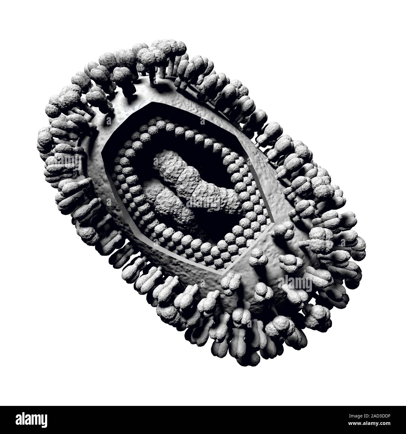 This image may not be used in educational posters Influenza virus. Cut ...