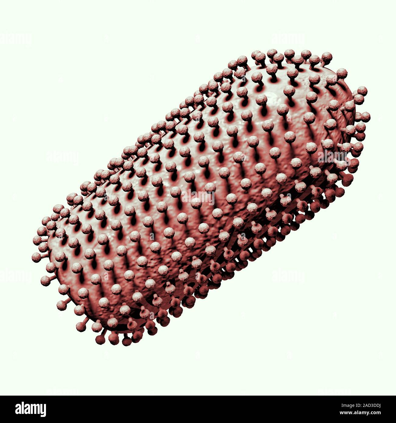 This image may not be used in educational posters Rabies virus particle ...