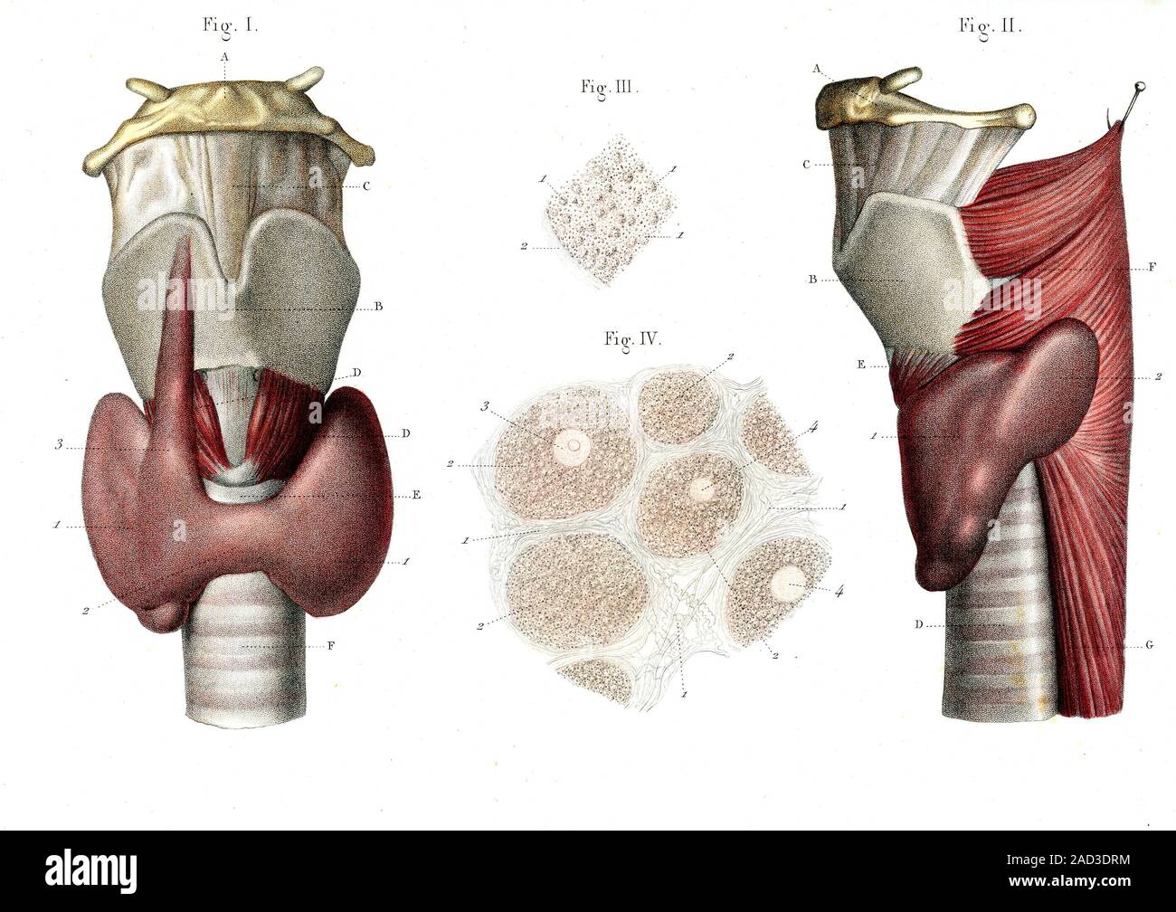 Voice box and thyroid. 1866 illustration showing the anatomy of the ...
